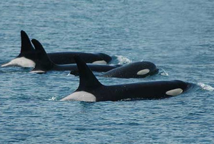 San Juan Excursions - San Juan Islands Whale Watching - Whale Watching ...
